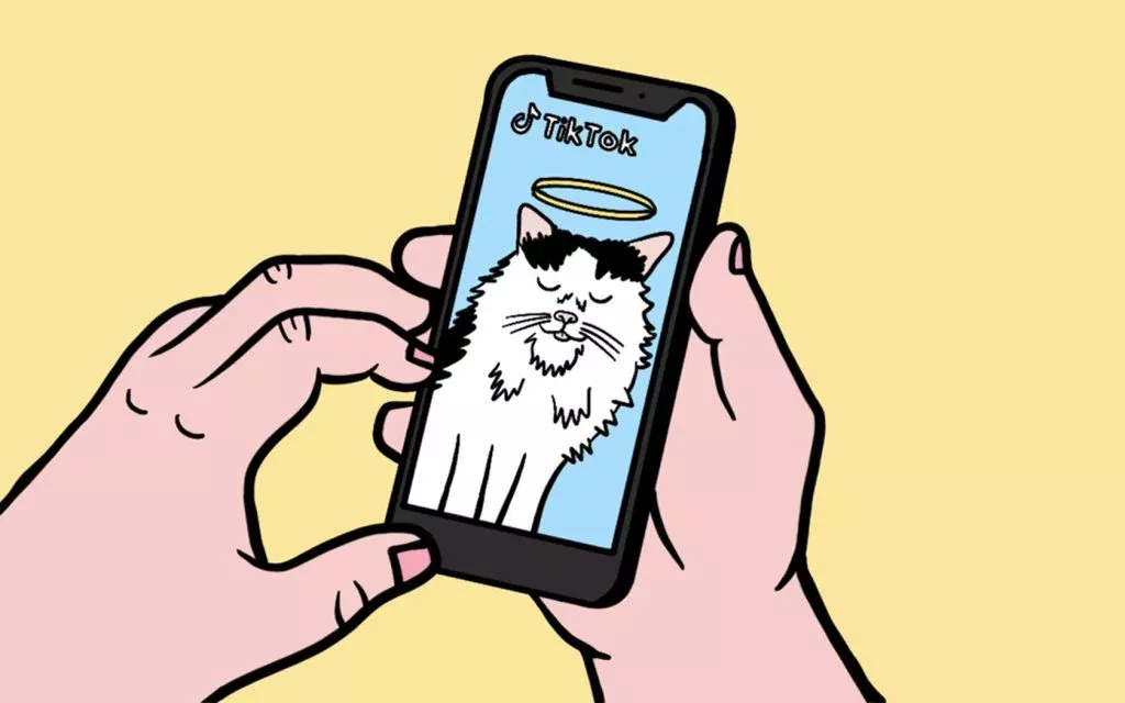 What Happens When Internet Famous Pets Die? | Junkee